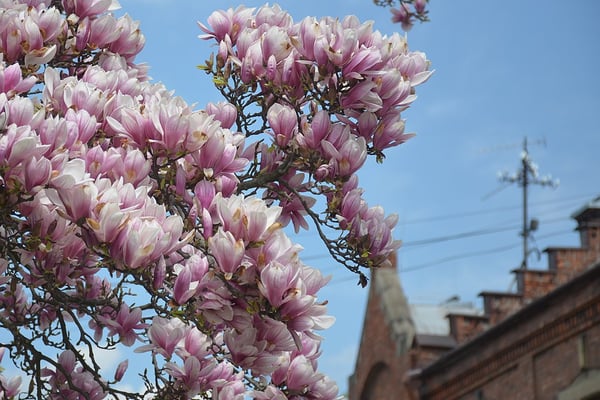 Best Flowering Trees for Commercial Properties in Northeast Ohio