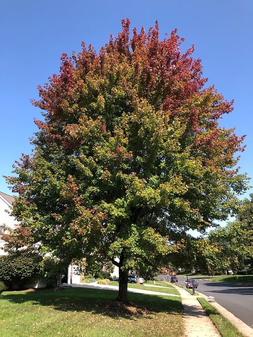 School Grounds Landscaping: 8 Best Trees & Shrubs for a School ...