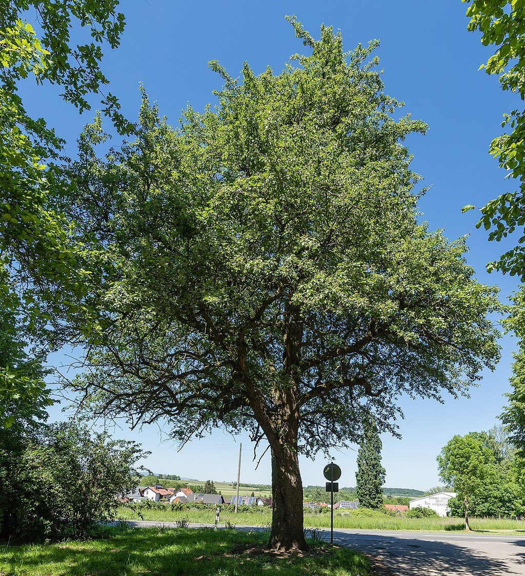 School Grounds Landscaping: 8 Best Trees & Shrubs for a School ...