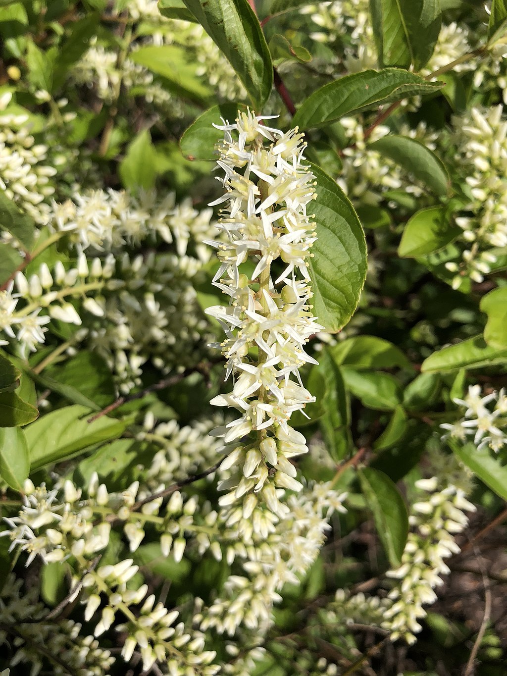 9 Best Ohio Native Plants for Commercial Properties