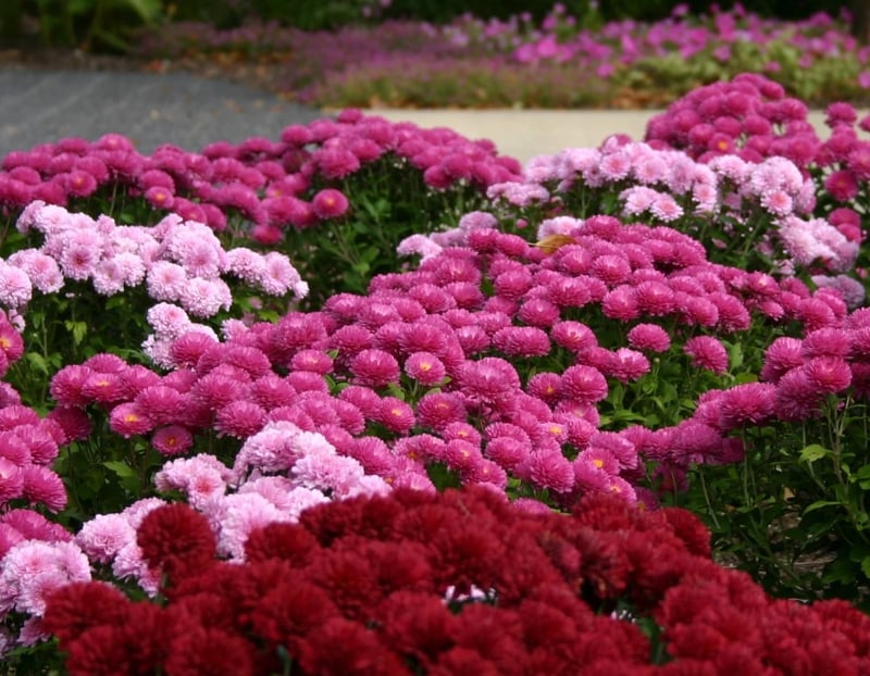 Quick Tips for Fall and Spring Landscape Beautification