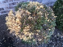 How to Protect Plants at Risk for Winter Burn